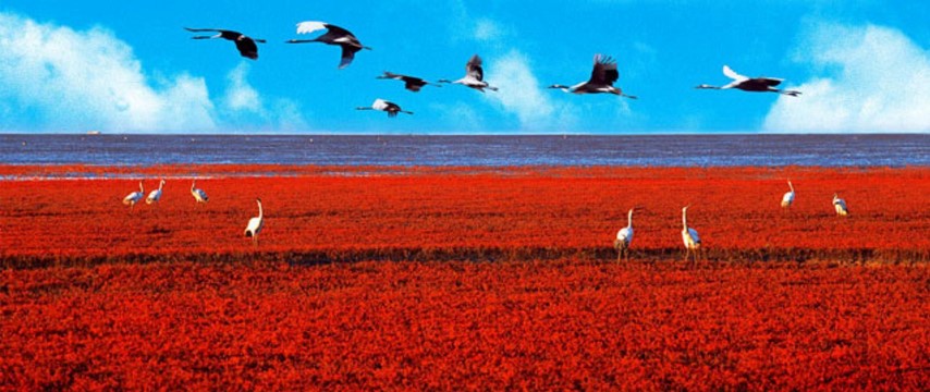 Red Beach Panjin China Pantai Berselimut Merah Darah