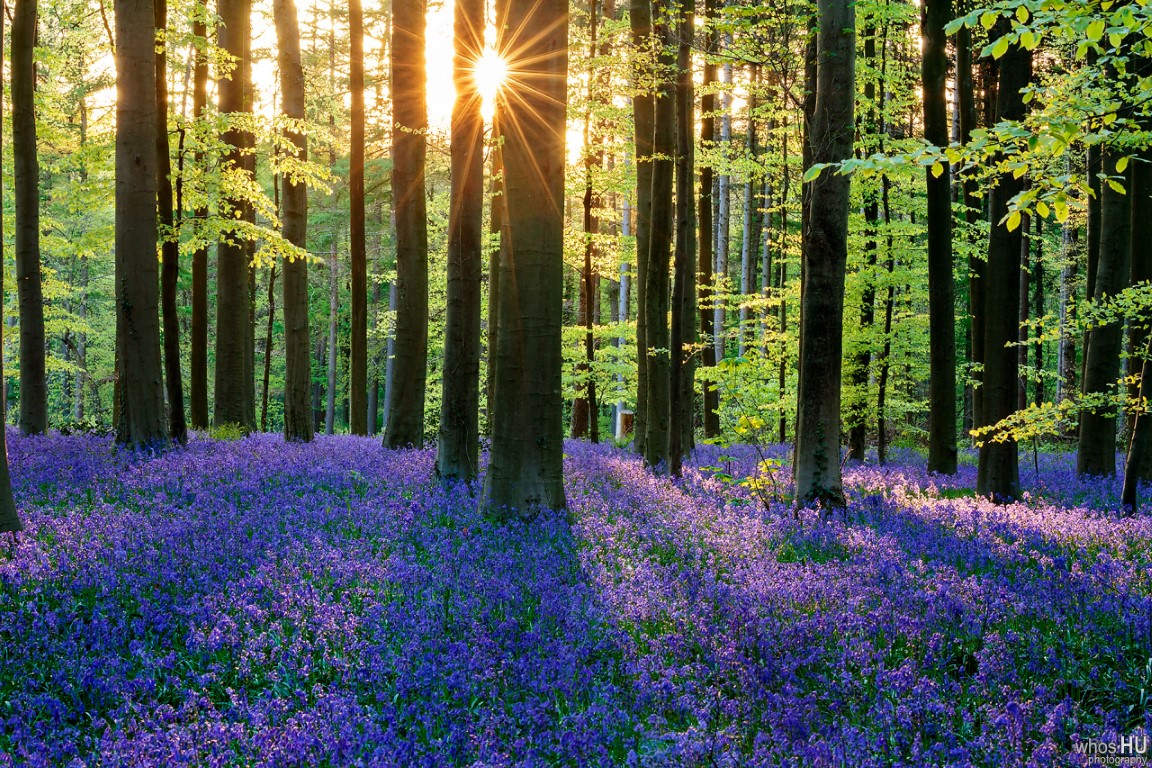 Hallerbos Keindahannya Bak Alam Negeri Dongeng | Sarah Beekmans